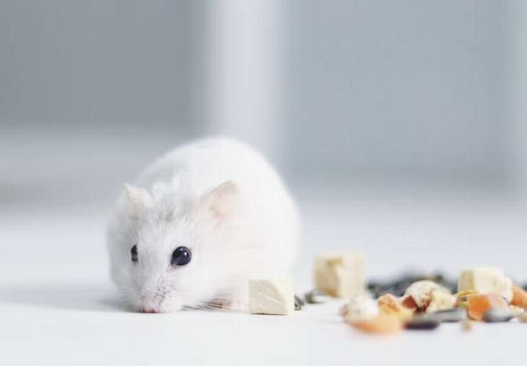 До чого сниться хом'як уві сні жінці?